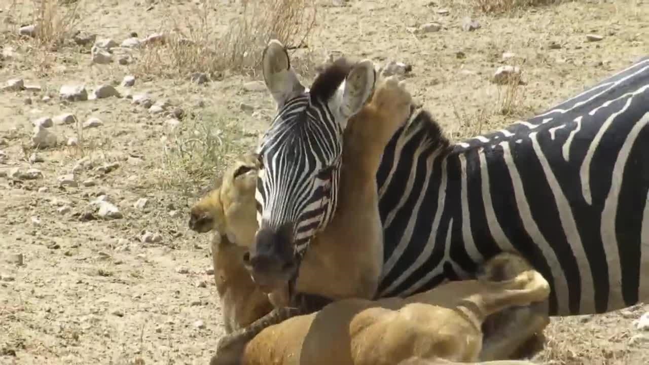 Amazing： Lion vs Zebra with unexpected escape - نماشا